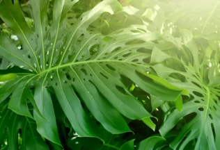 10 Rare (And Beautiful) Monstera Varieties – The Grow Co